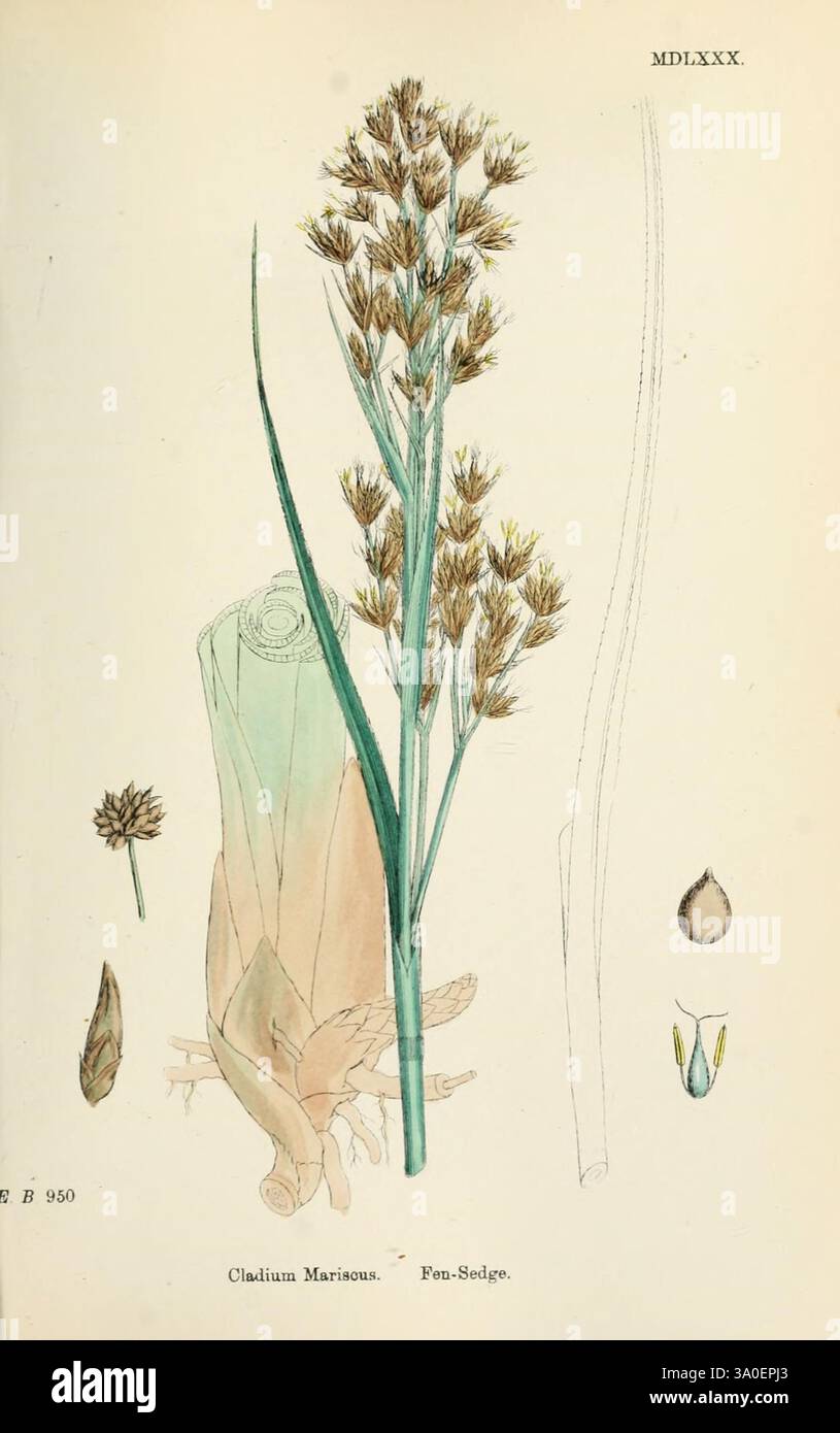 Ecological context of cladium mariscus hi-res stock photography and ...