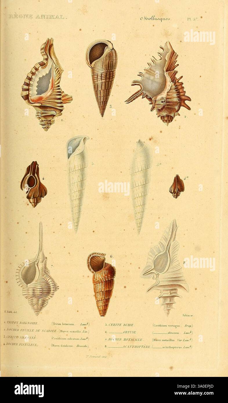 Les mollusques Paris Fortin Masson et cie 1836-1845 classification ...