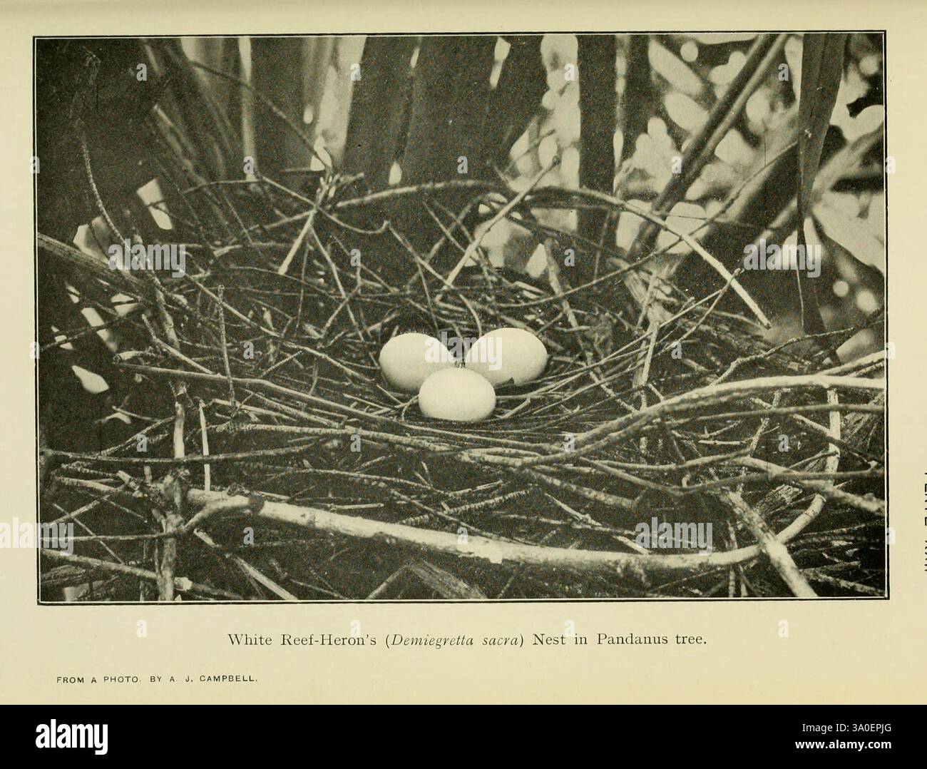Nests structure showcases hi-res stock photography and images - Alamy
