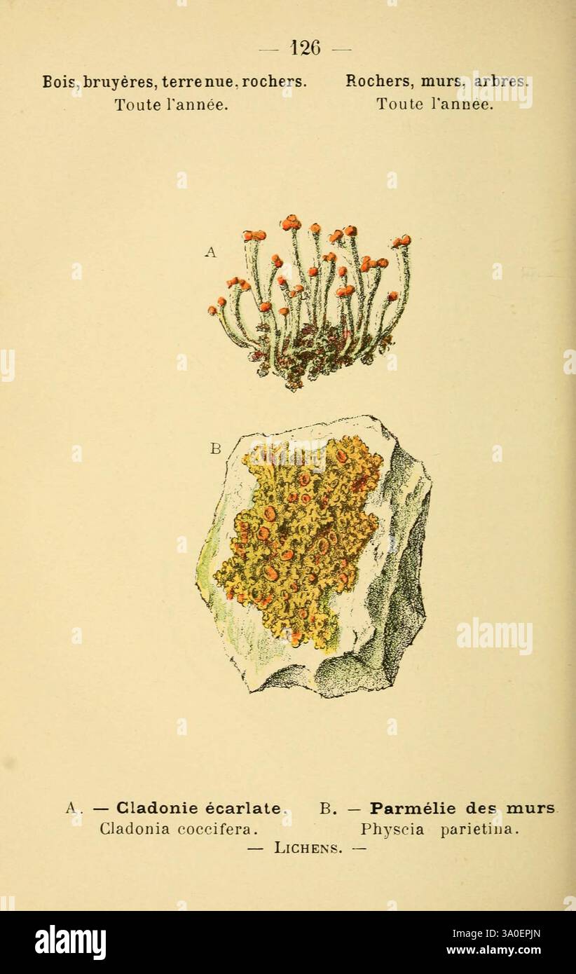 Two distinct types of lichens hi-res stock photography and images - Alamy