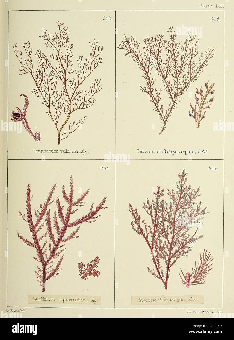 Four distinct species of marine algae hi-res stock photography and ...