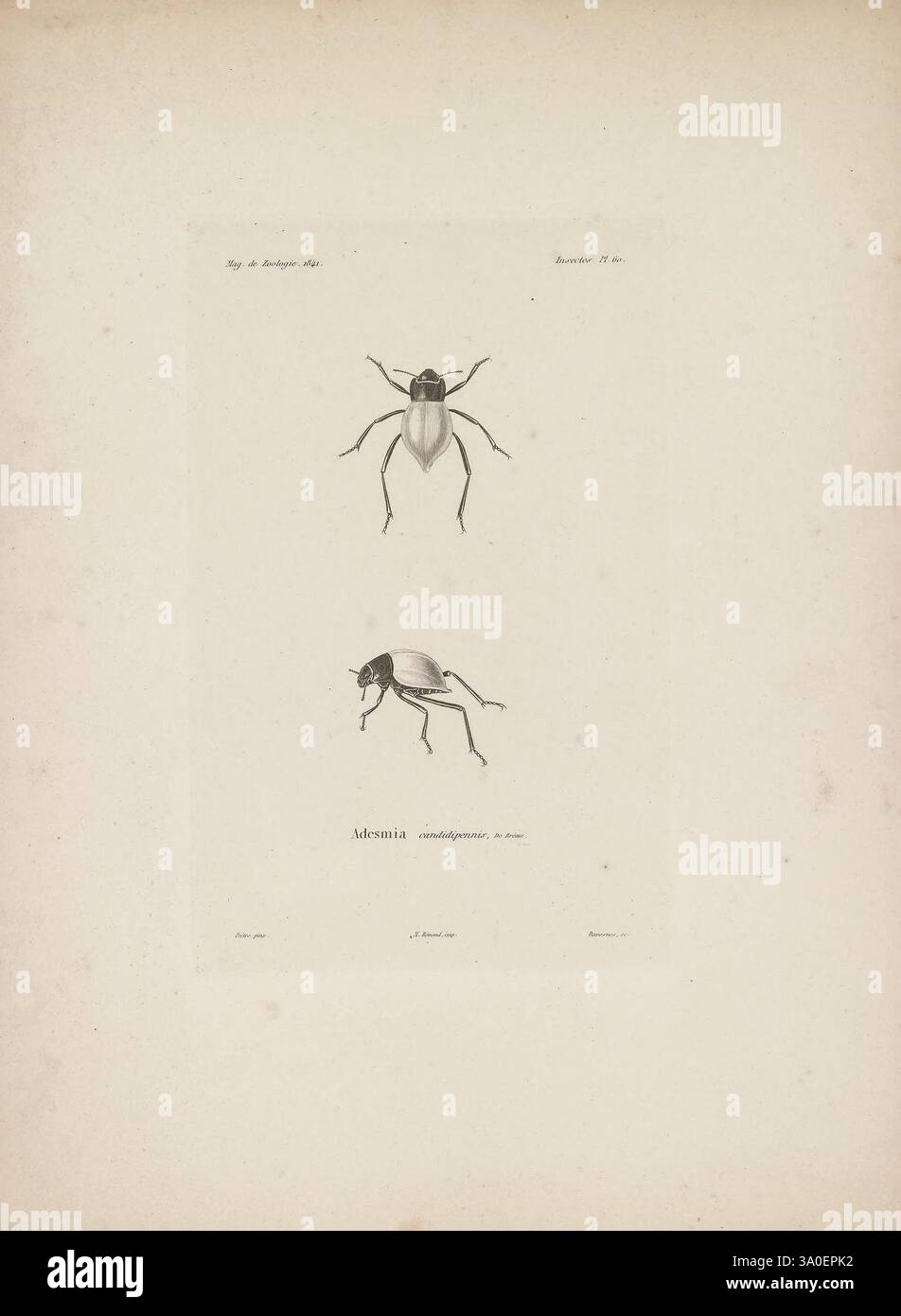 Illustrations, of, insects, created, for the, Magasin, de, zoologie ...