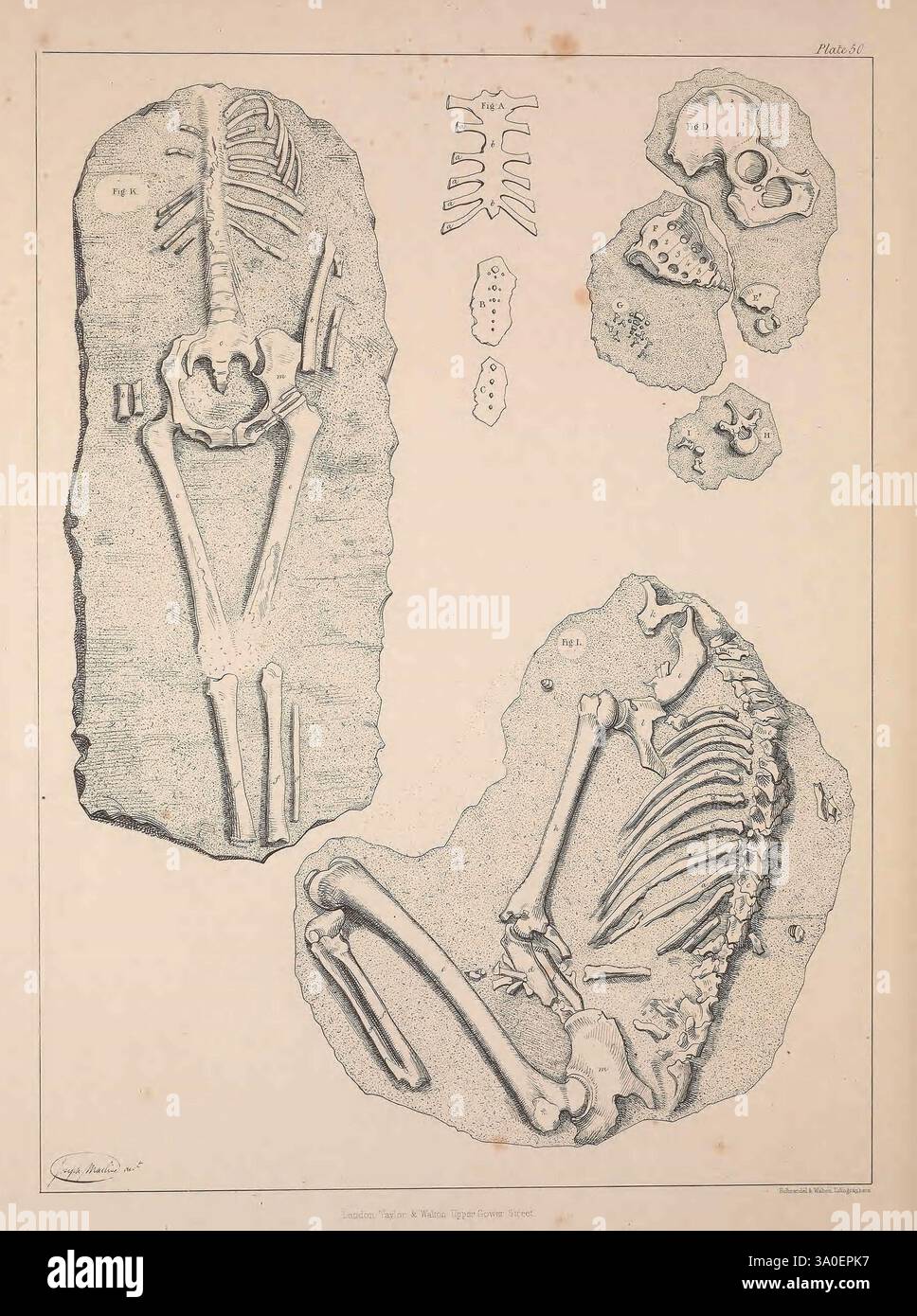 Detailed depiction of fossilized skeletal remains hi-res stock ...