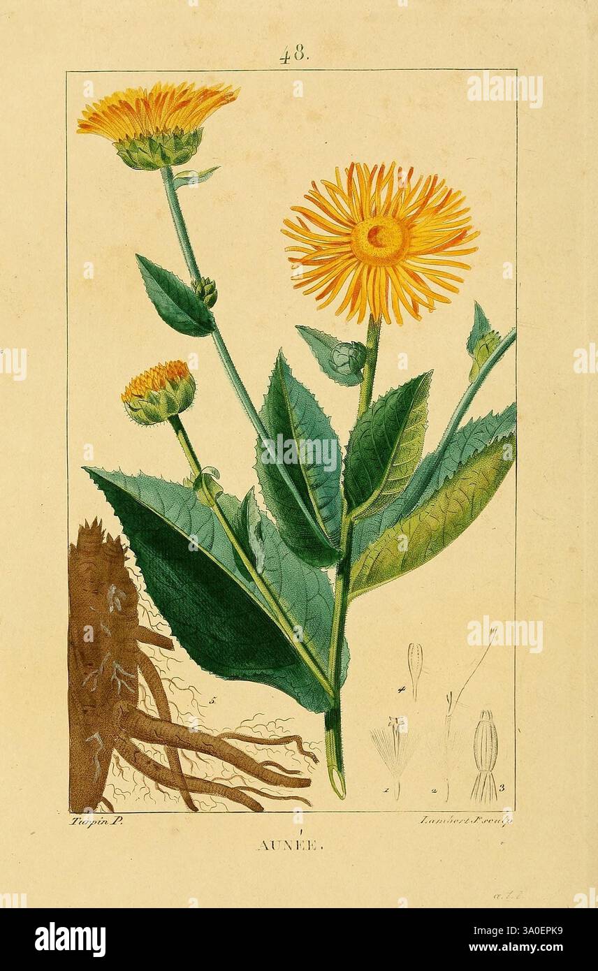 Flore médicale, Paris, Imprimerie de C.L.F. Panckoucke,1828-1832 ...