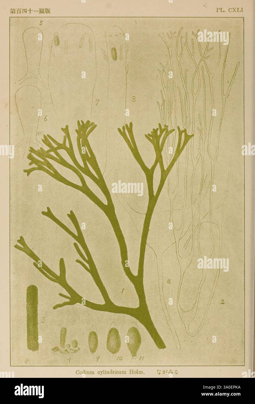 Icones of Japanese algae, Tokyo, Kazamashobo 1907-1942, algae, botany ...
