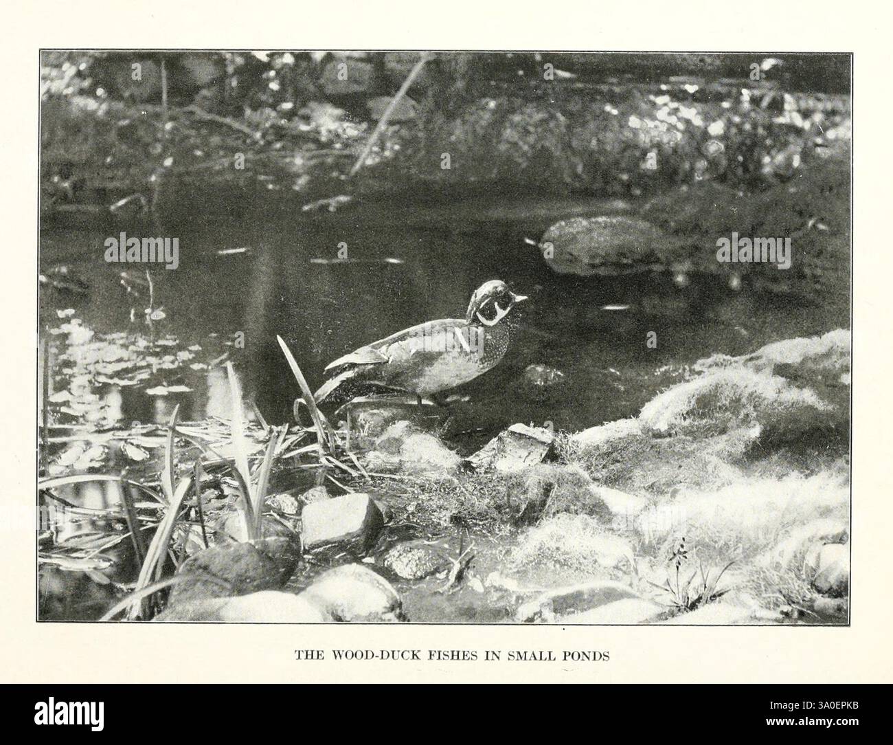The human side of birds, New York, Frederick A. Stokes Company [c1917 ...