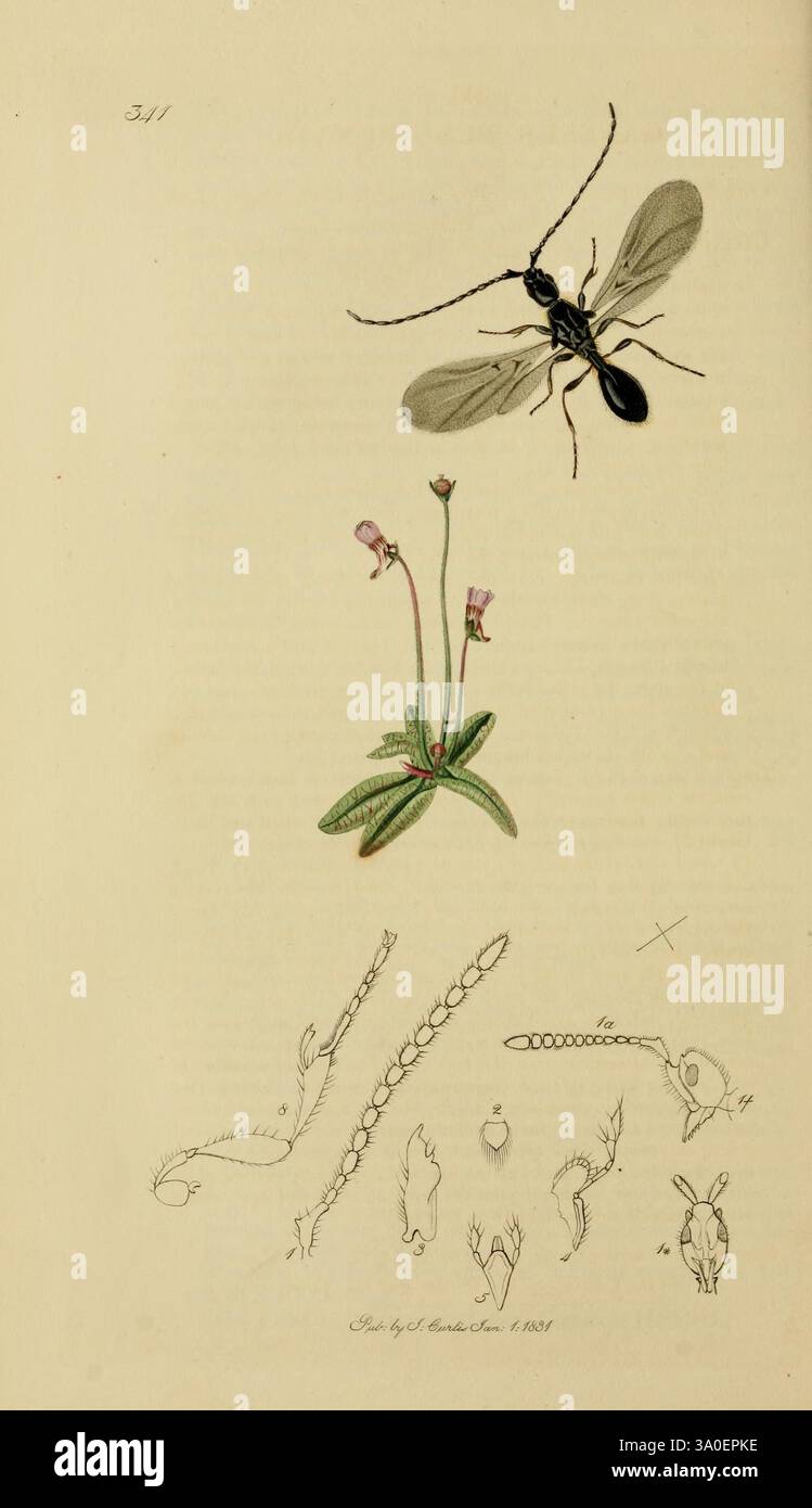 Detailed study of various natural subjects hi-res stock photography and ...