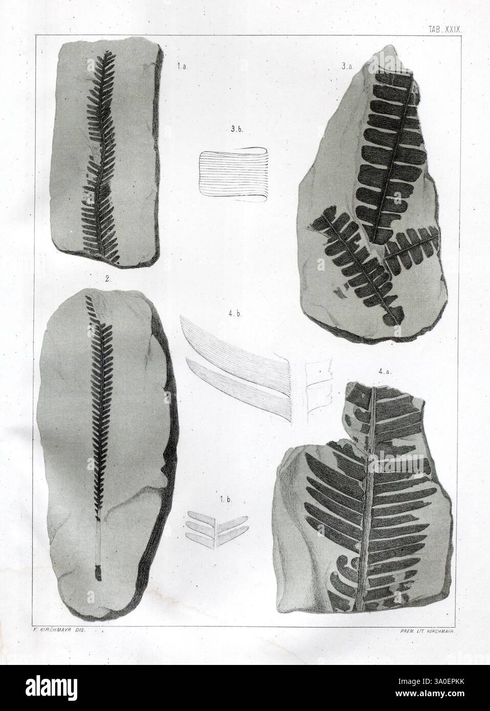 Rich diversity of prehistoric vegetation hi-res stock photography and ...