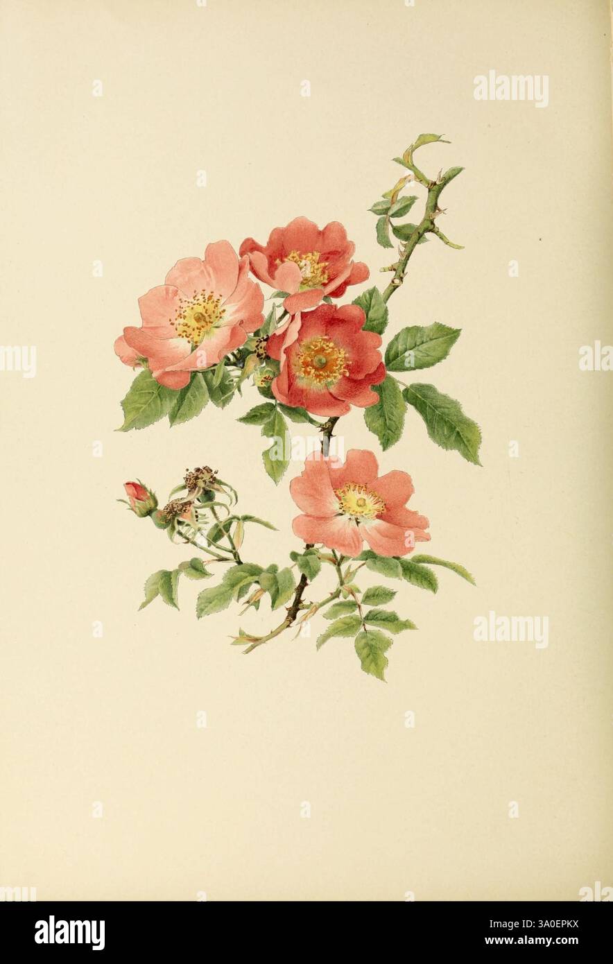 The genus Rosa London John Murray 1914 roses botany Rosa, A delicate ...