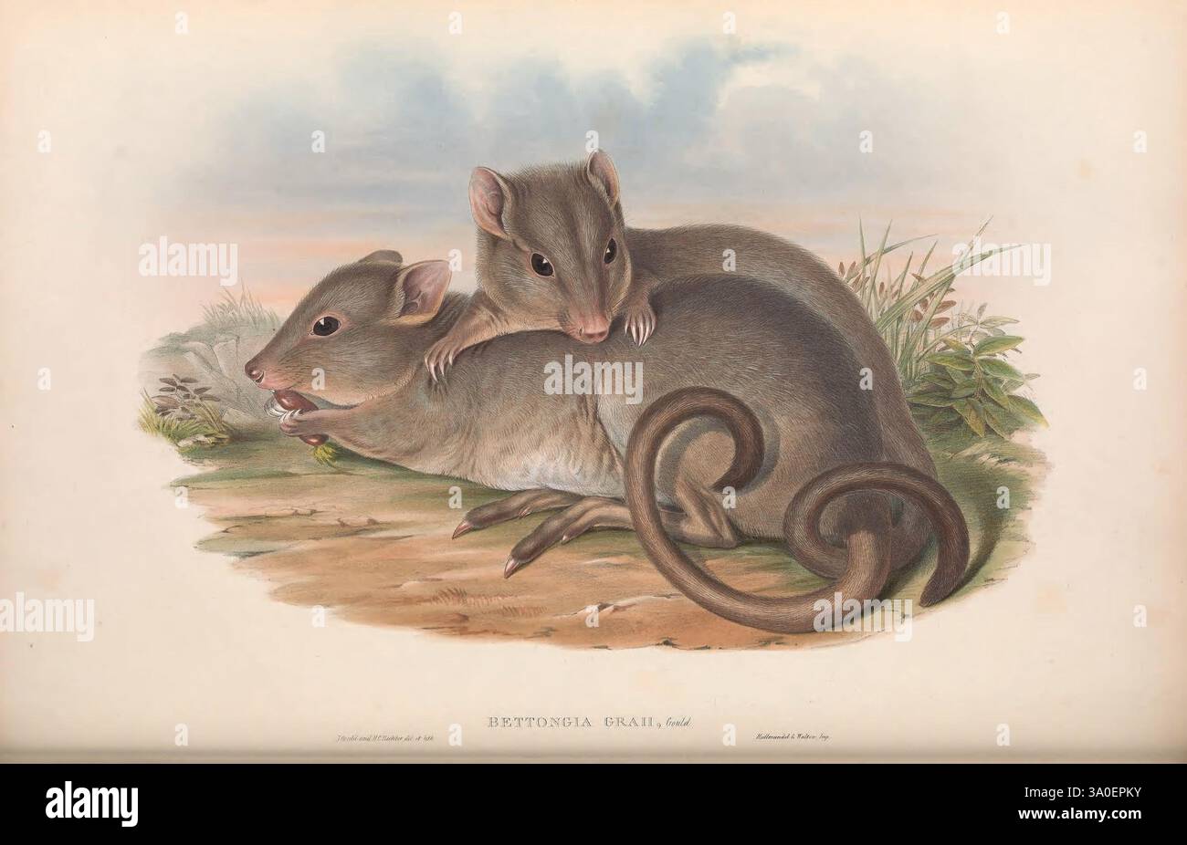 The mammals of Australia, pub. by the author 1863, Australia, mammals ...