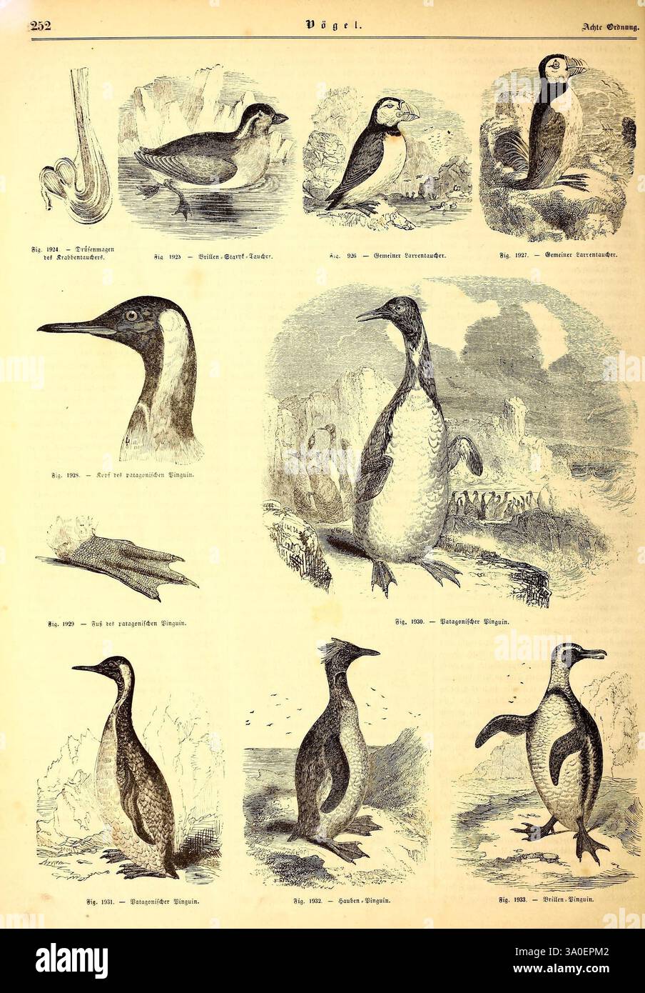 Additional penguin species hi-res stock photography and images - Alamy