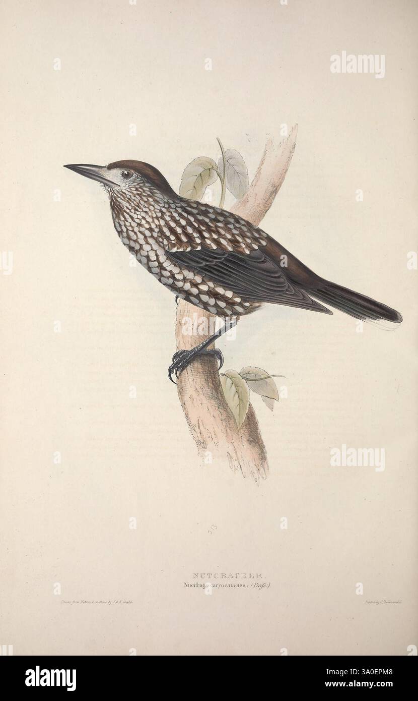 The birds of Europe, London, 1837, birds, Europe, pictorial works ...