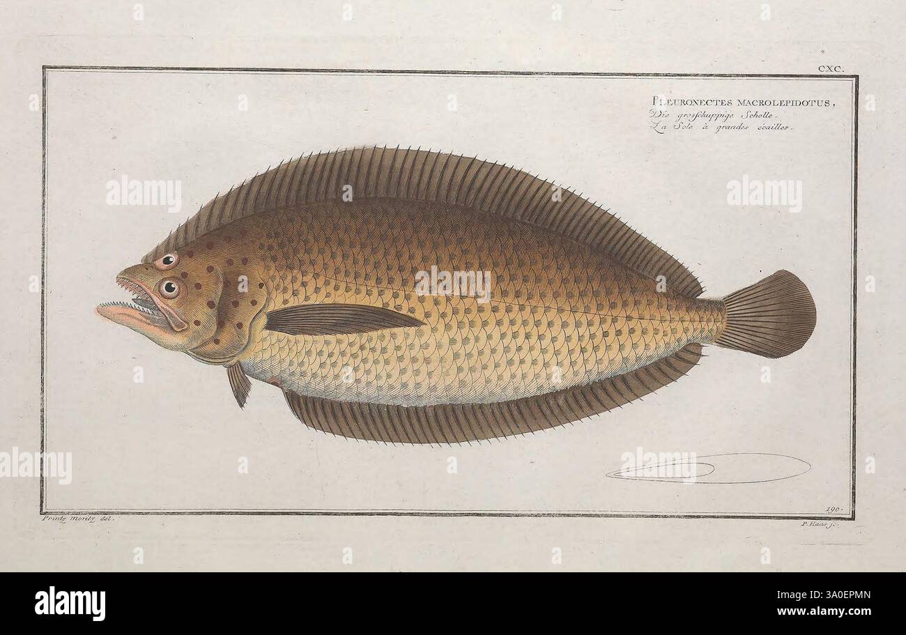 Typical of 18th century marine biology illustrations hi-res stock ...