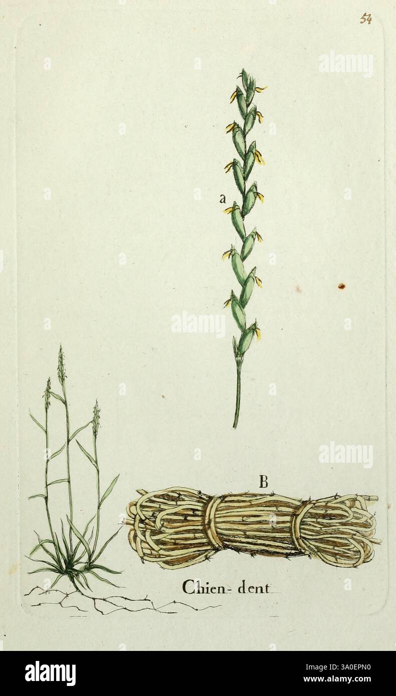 Pictorial works asia plant elymus hi-res stock photography and images ...