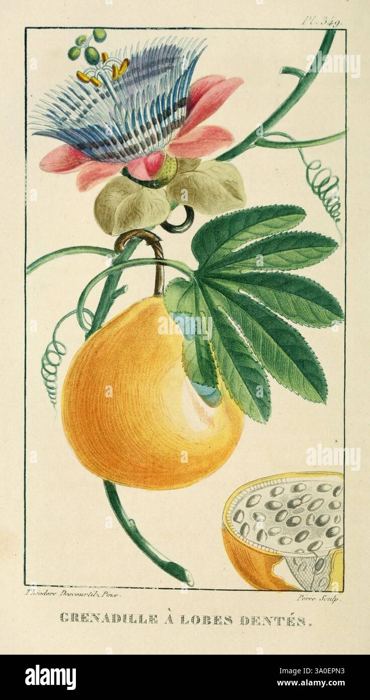 Flore pittoresque et médicale des Antilles, Paris, Pichard, 1821-1829 ...