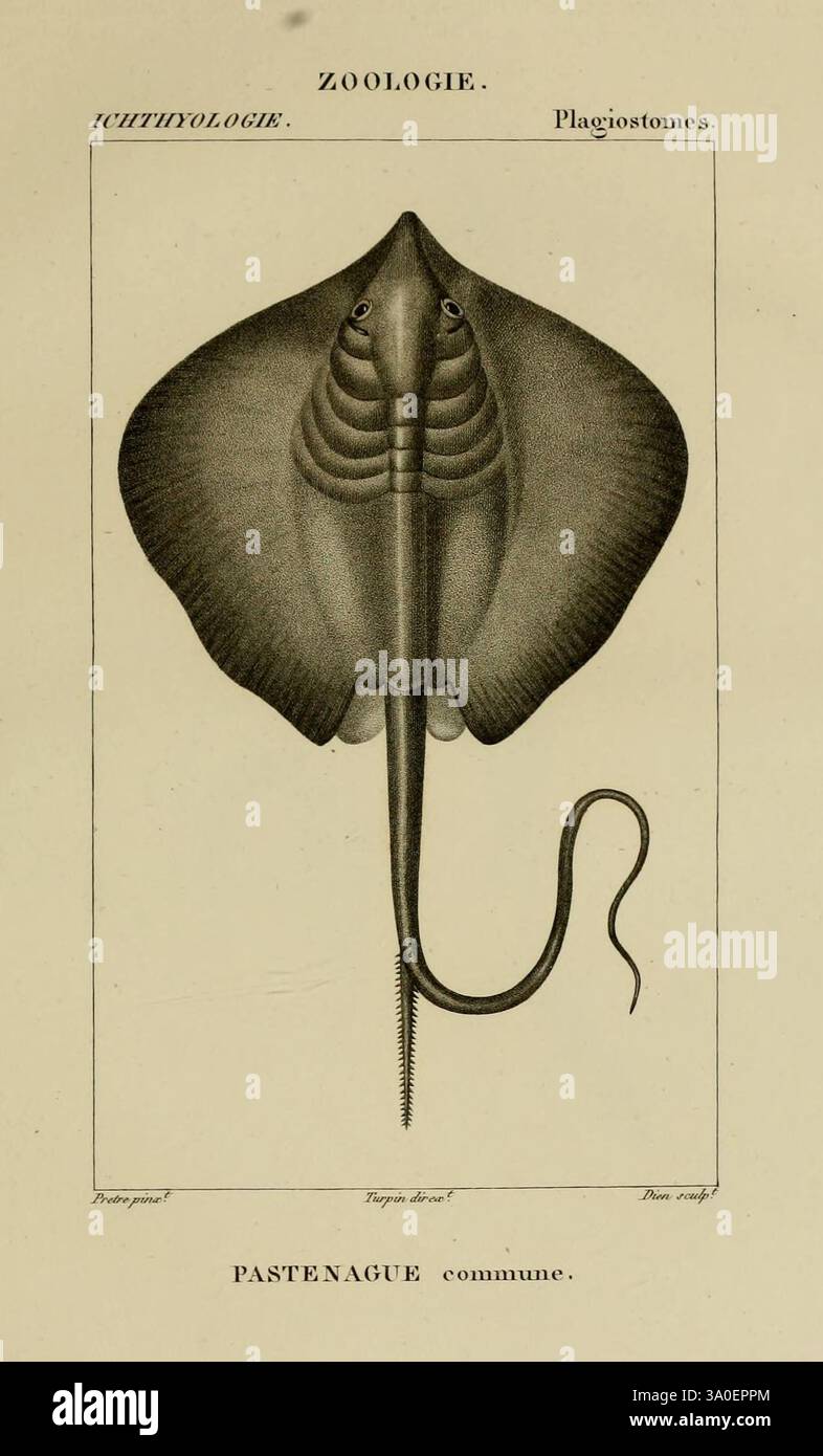 Laterally flattened tail hi-res stock photography and images - Alamy