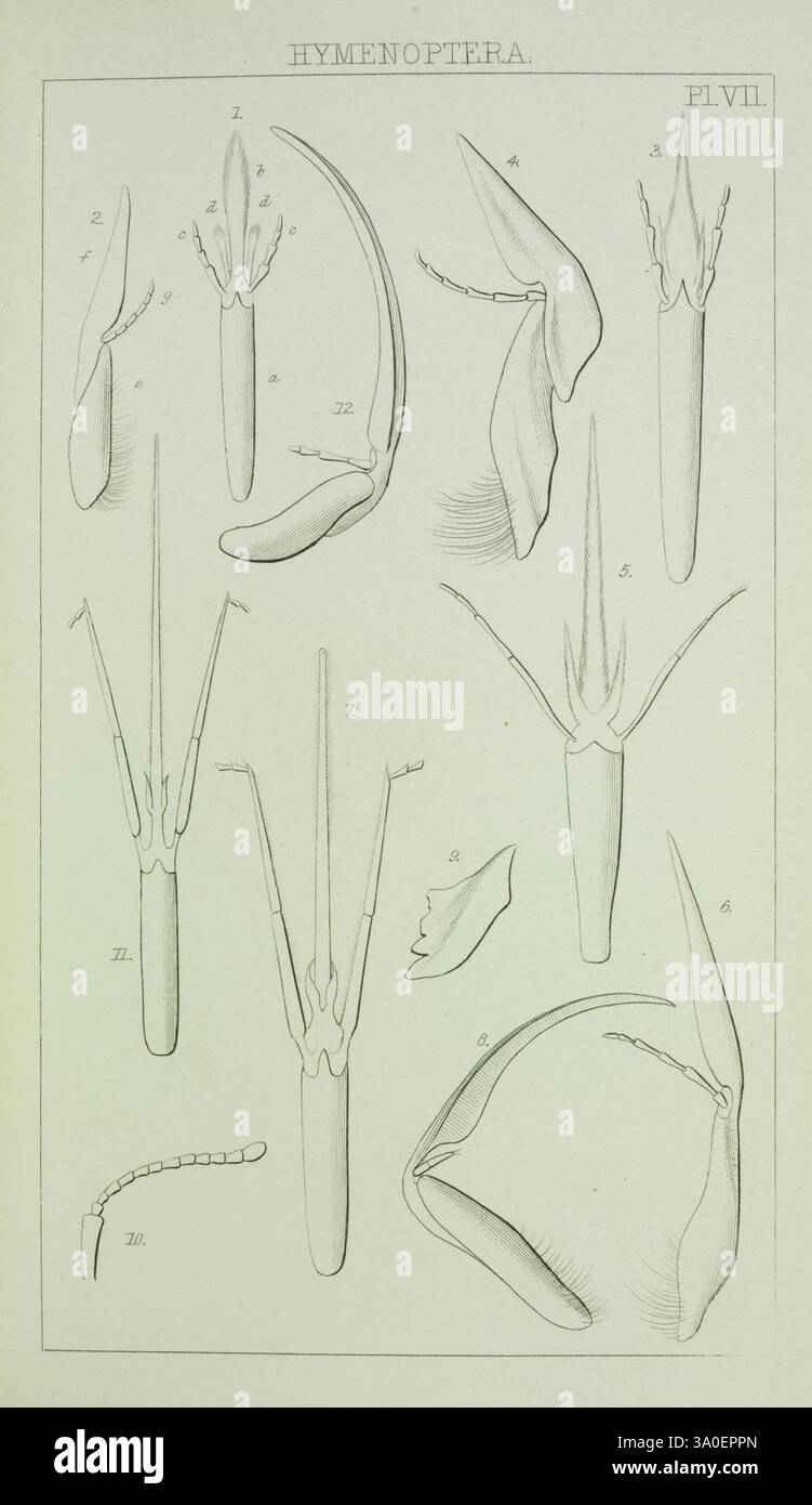 Functional adaptations of different insects hi-res stock photography ...