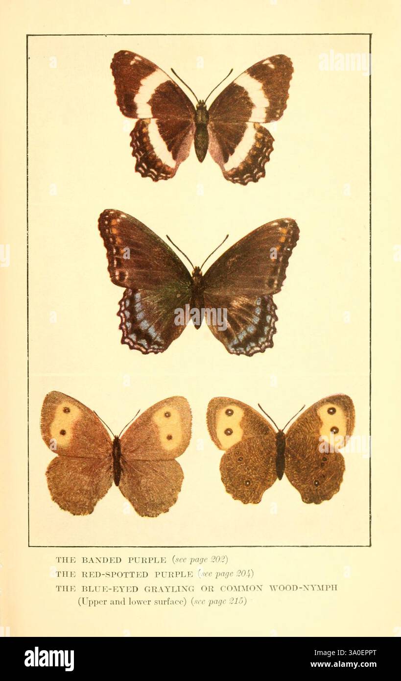 Banded purple butterfly displays hi-res stock photography and images ...