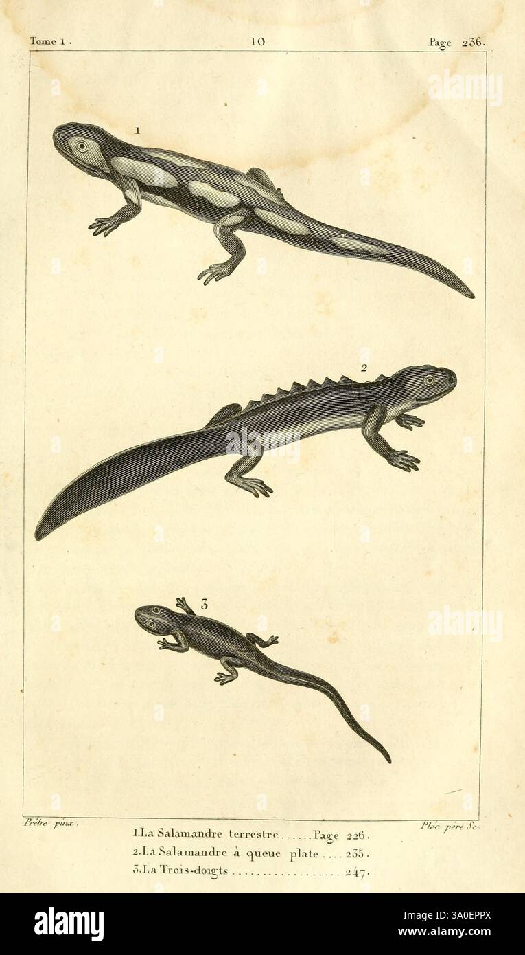 Illustration features three different species of salamanders hi-res ...