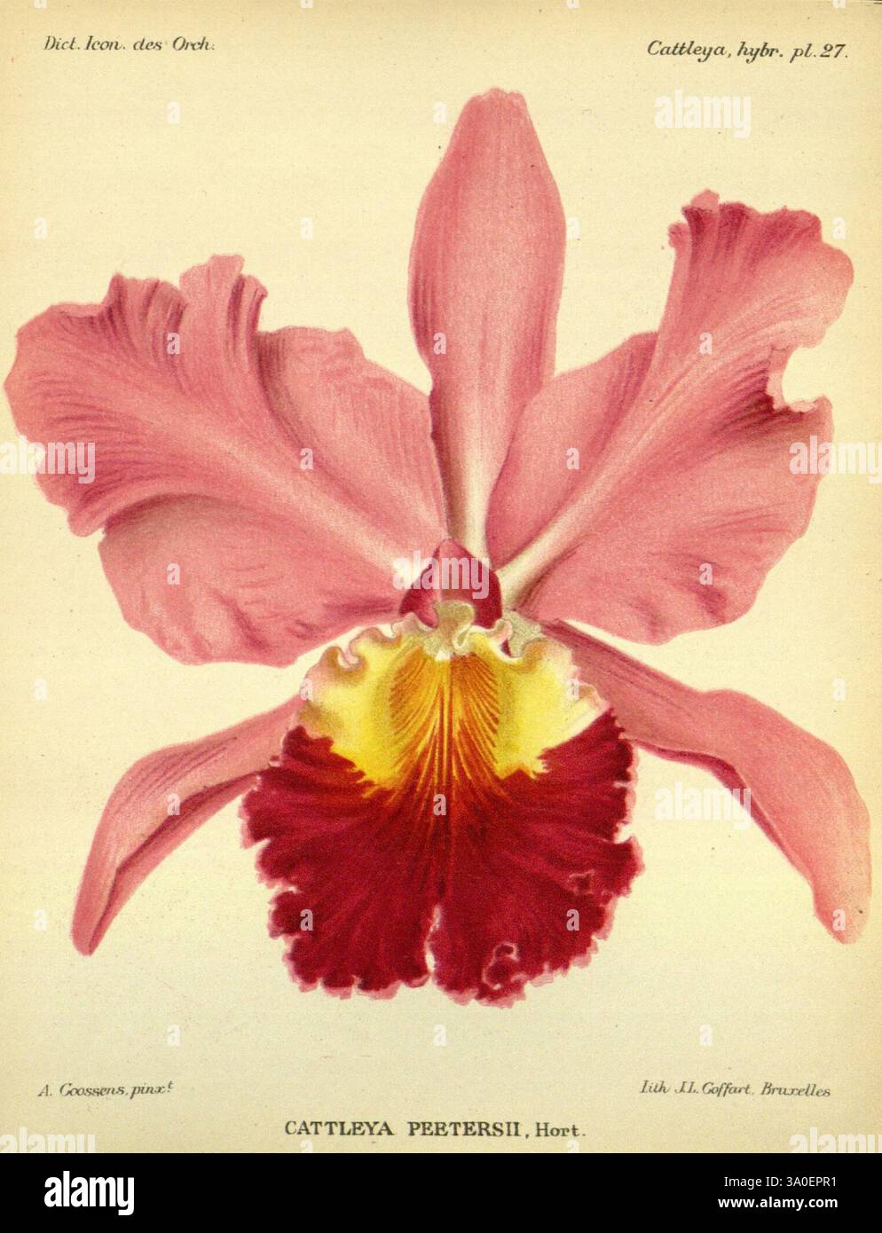 Dictionnaire iconographique des orchidees, 1896-1907, orchidaceae ...