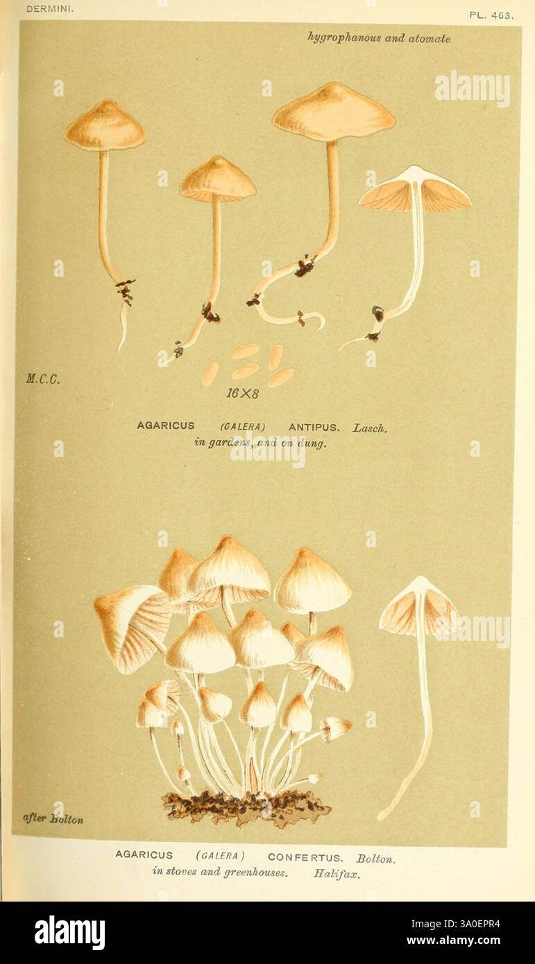 Top section highlights two distinct types of fungi hi-res stock photography and images - Alamy