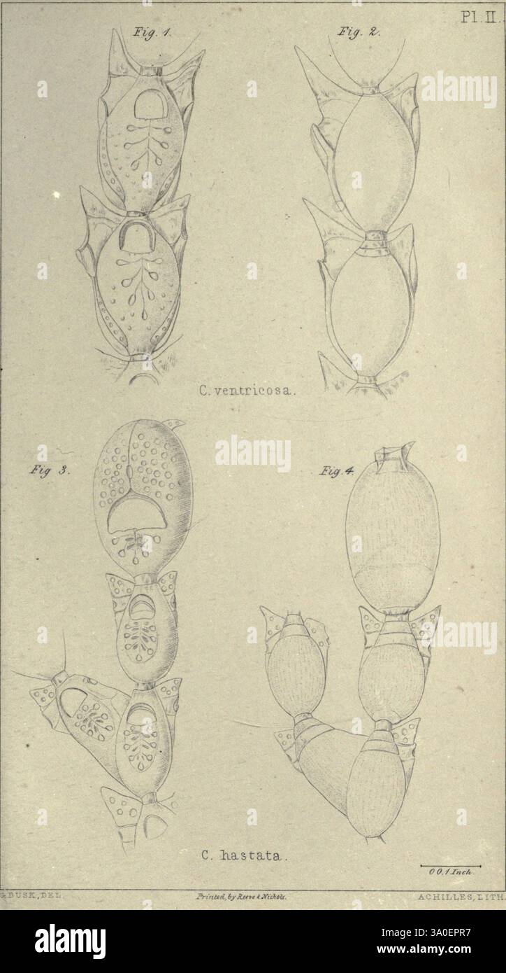 Catalogue of marine Polyzoa, London, Printed by the order of the Trustees, 1852-1875 ...