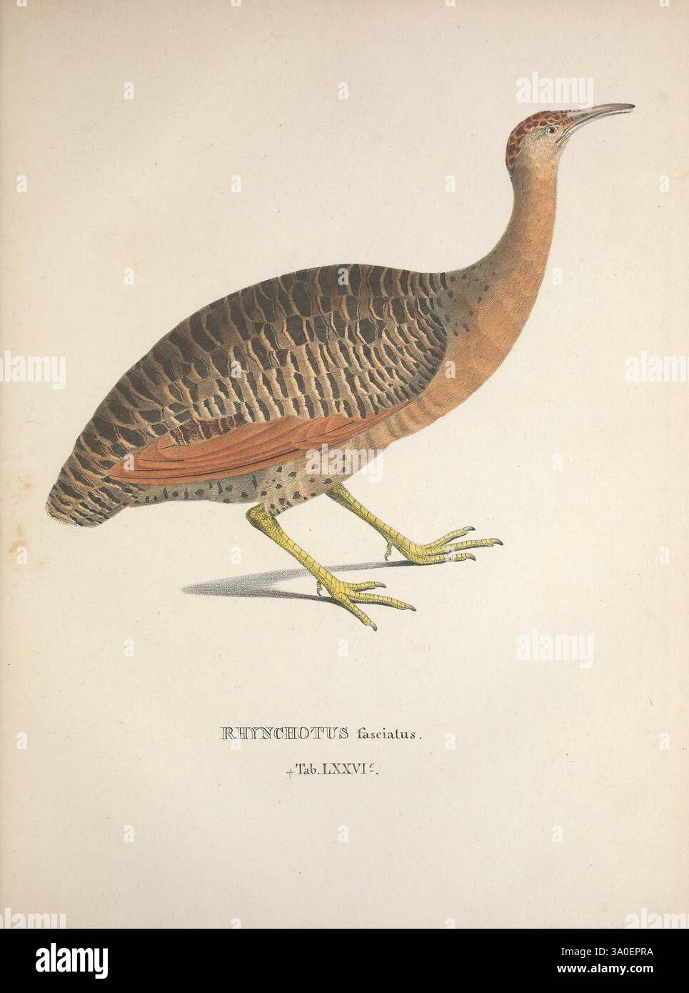 Travel rhynchotus hi-res stock photography and images - Alamy