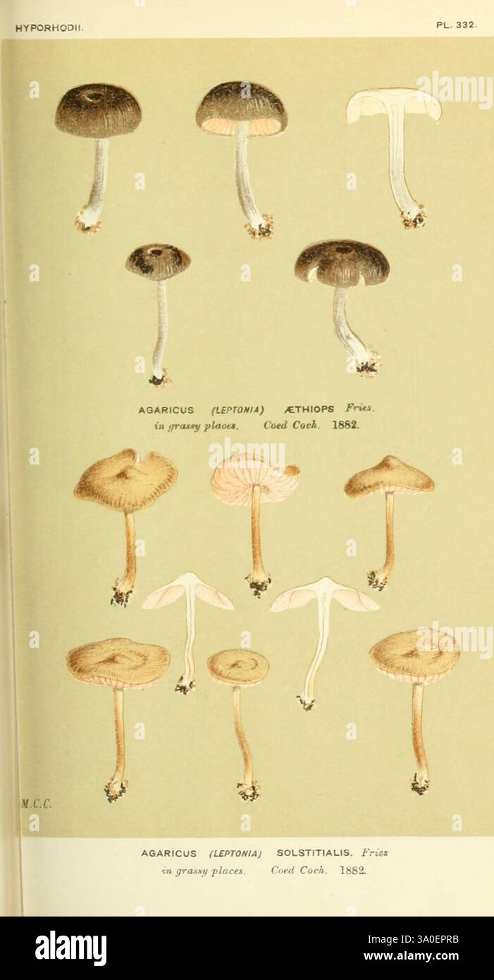 Illustrations of British Fungi (Hymenomycetes), to serve as an atlas to ...