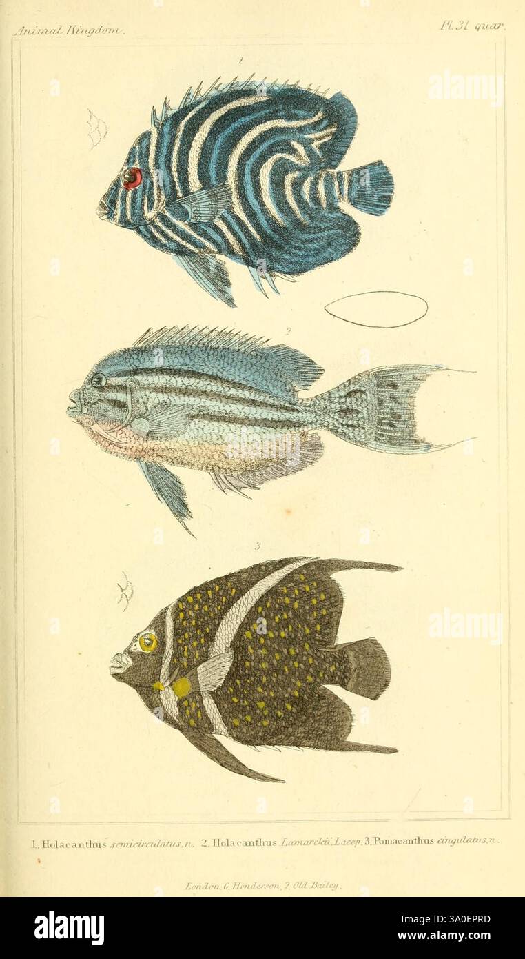 Depicted in vivid detail hi-res stock photography and images - Alamy