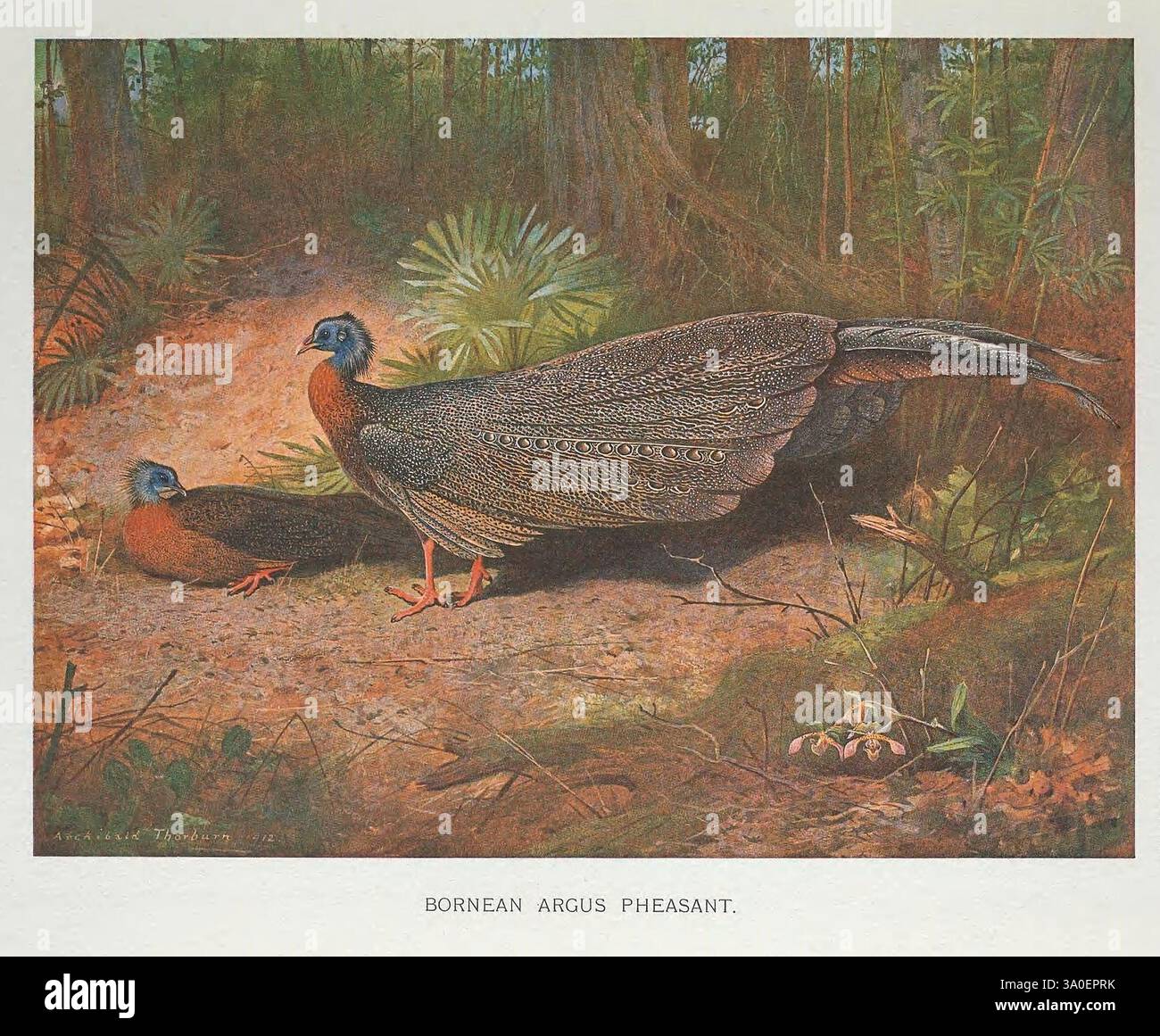 Stunning depiction of two vibrant birds hi-res stock photography and ...