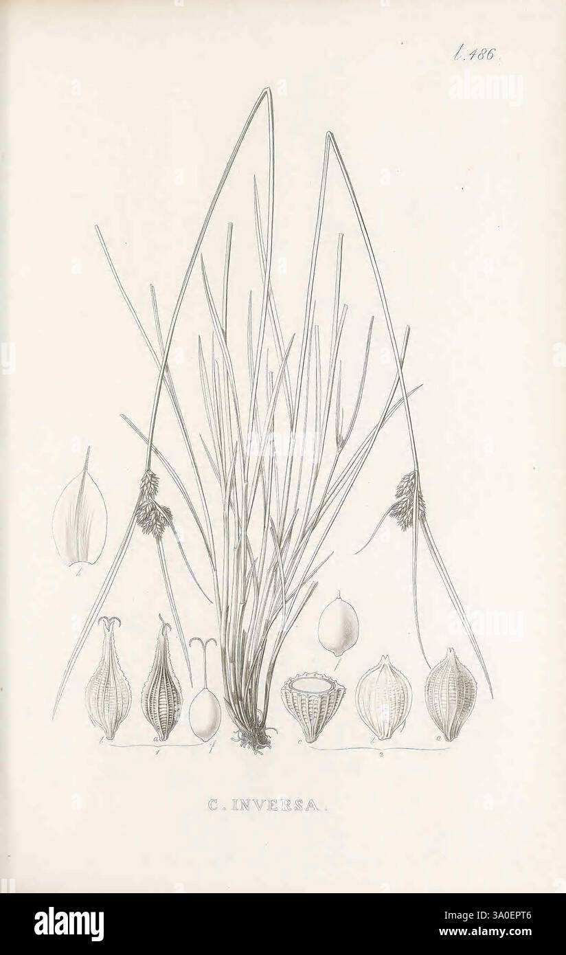 Illustrations of the genus Carex, London, William Pamplin, 1858-1867 ...