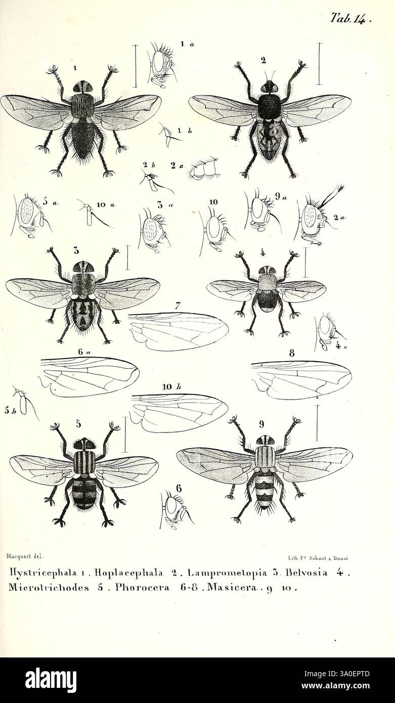 Specifically various species of flies hi-res stock photography and ...