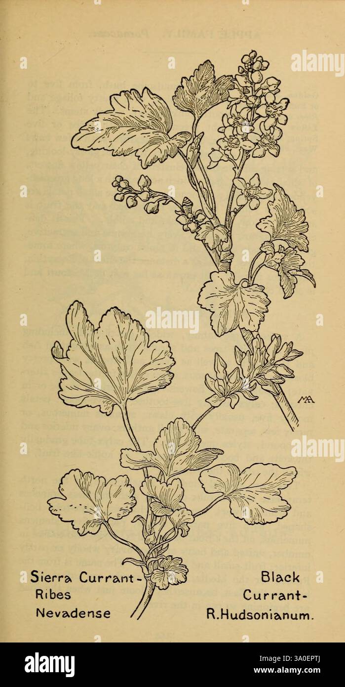 Two varieties of currant plants hi-res stock photography and images - Alamy