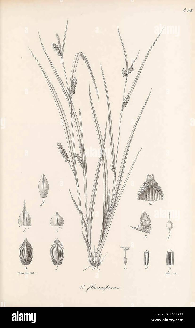 Illustrations of the genus Carex London, William Pamplin, 1858-1867 ...
