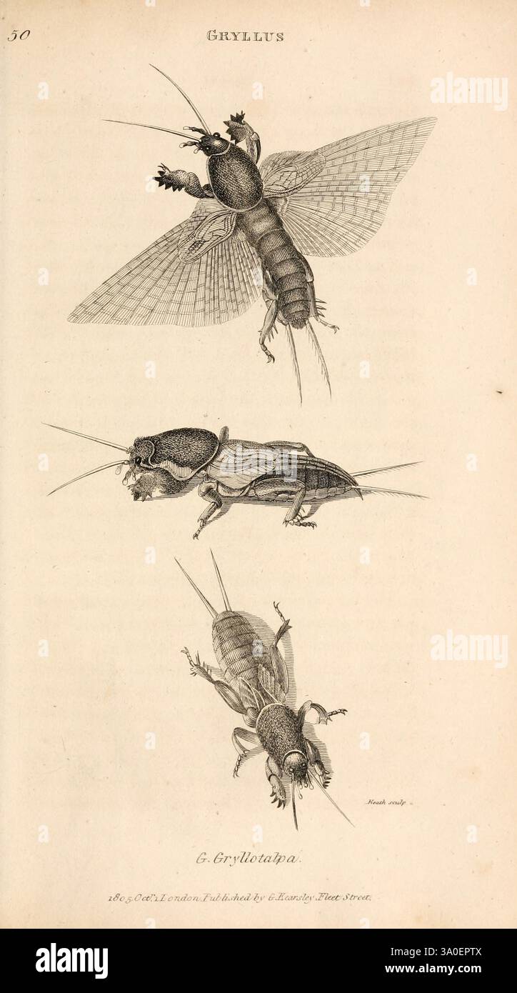 Detailed study of various species of grasshoppers hi-res stock ...