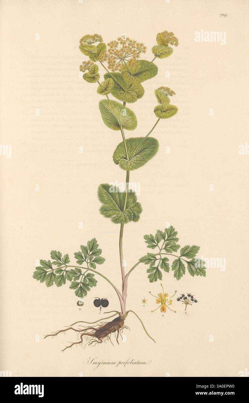 Flora Graeca, sive, Plantarum rariorum historia, quas in provinciis aut ...