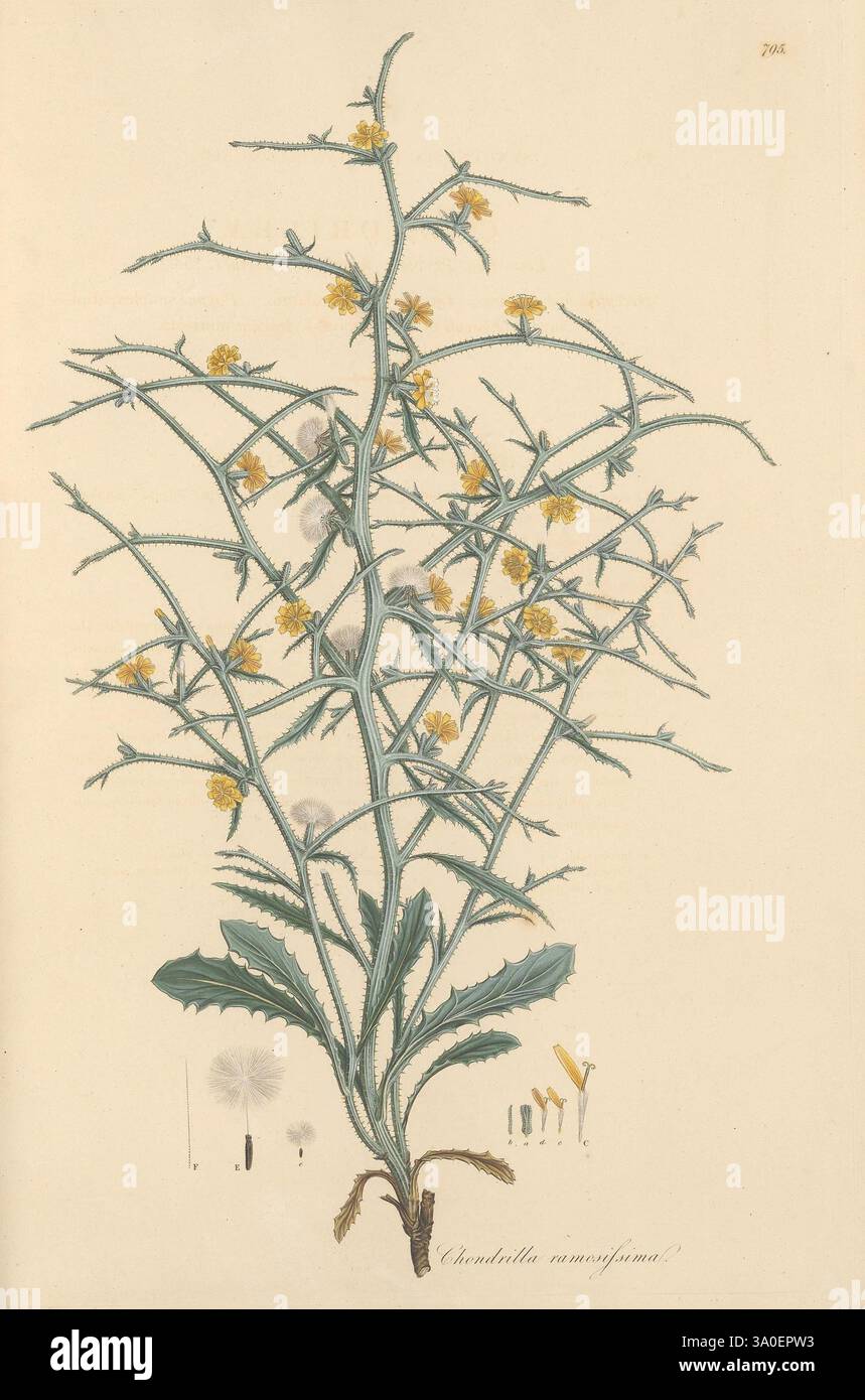 Flora Graeca, sive, Plantarum rariorum historia, quas in provinciis aut ...