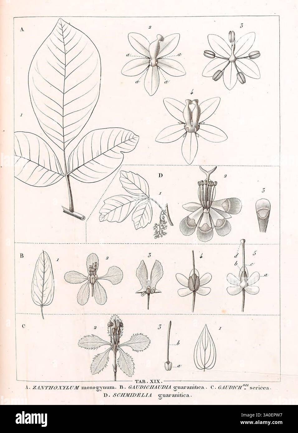 Includes labeled depictions of leaves hi-res stock photography and ...