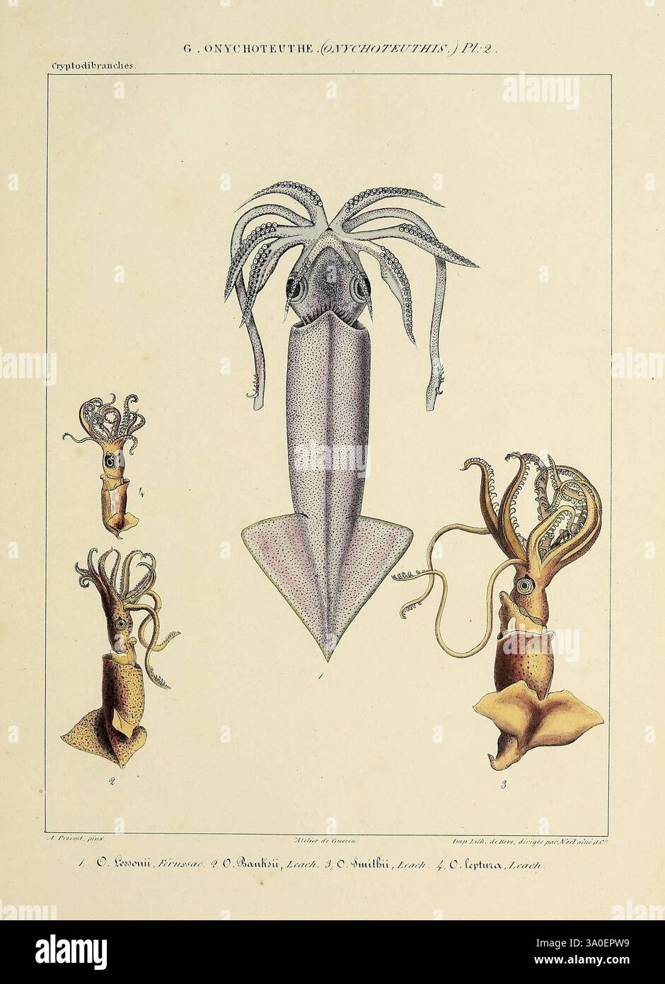 Various species of squid hi-res stock photography and images - Alamy