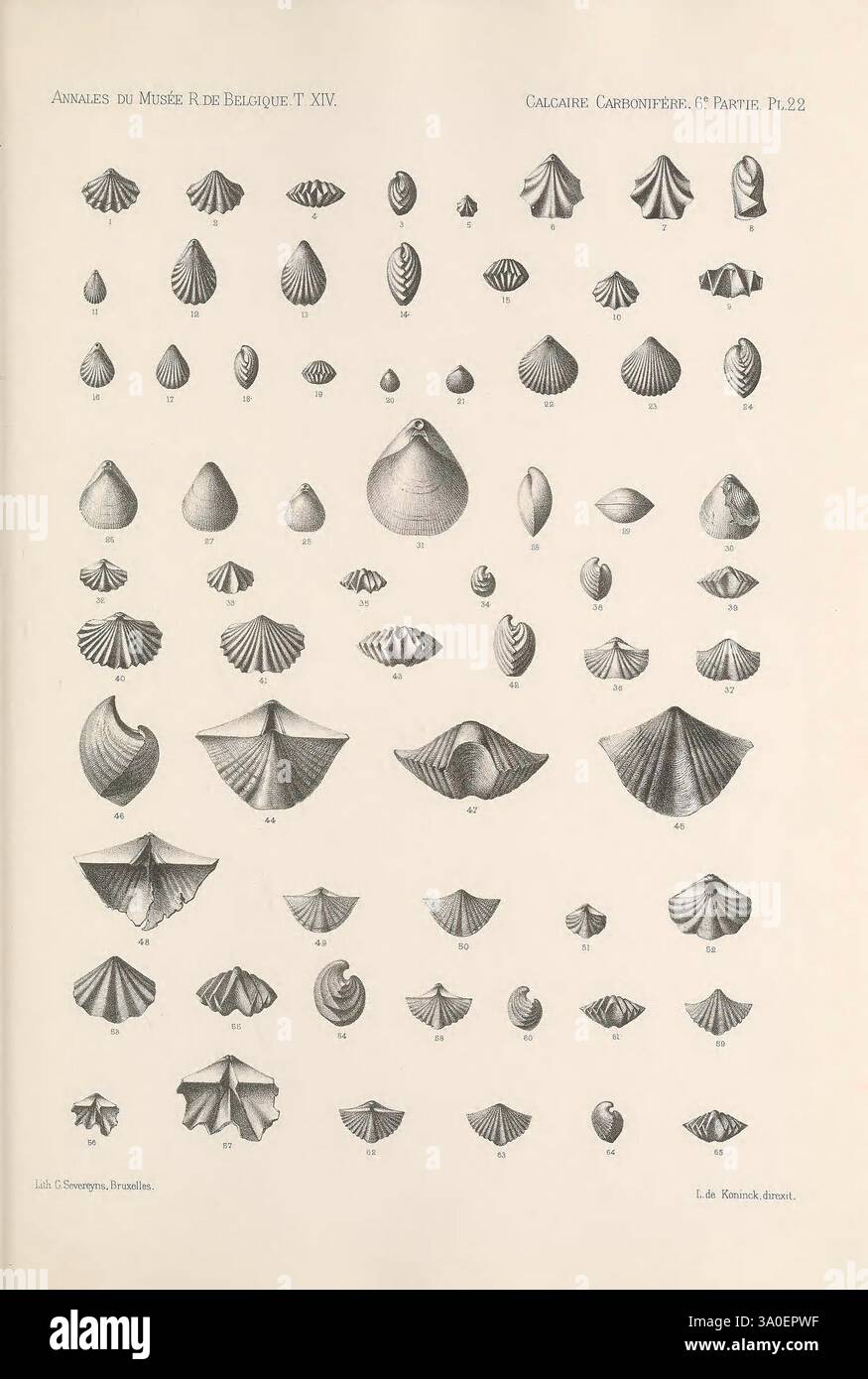 Display features different types of mollusks hi-res stock photography and images - Alamy