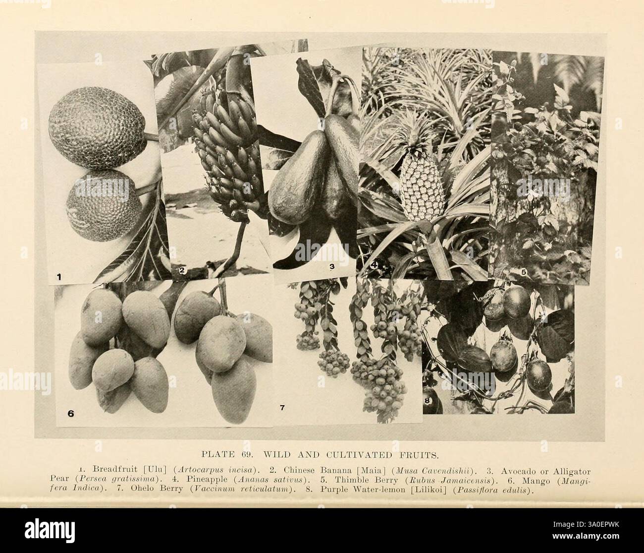 Fanned arrangement captures attention hi-res stock photography and ...