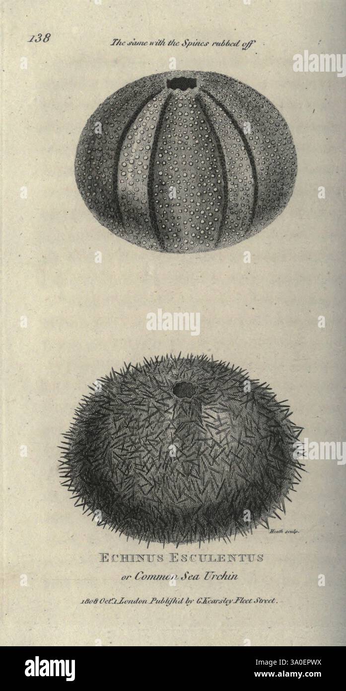 Prominent mouth structure hi-res stock photography and images - Alamy