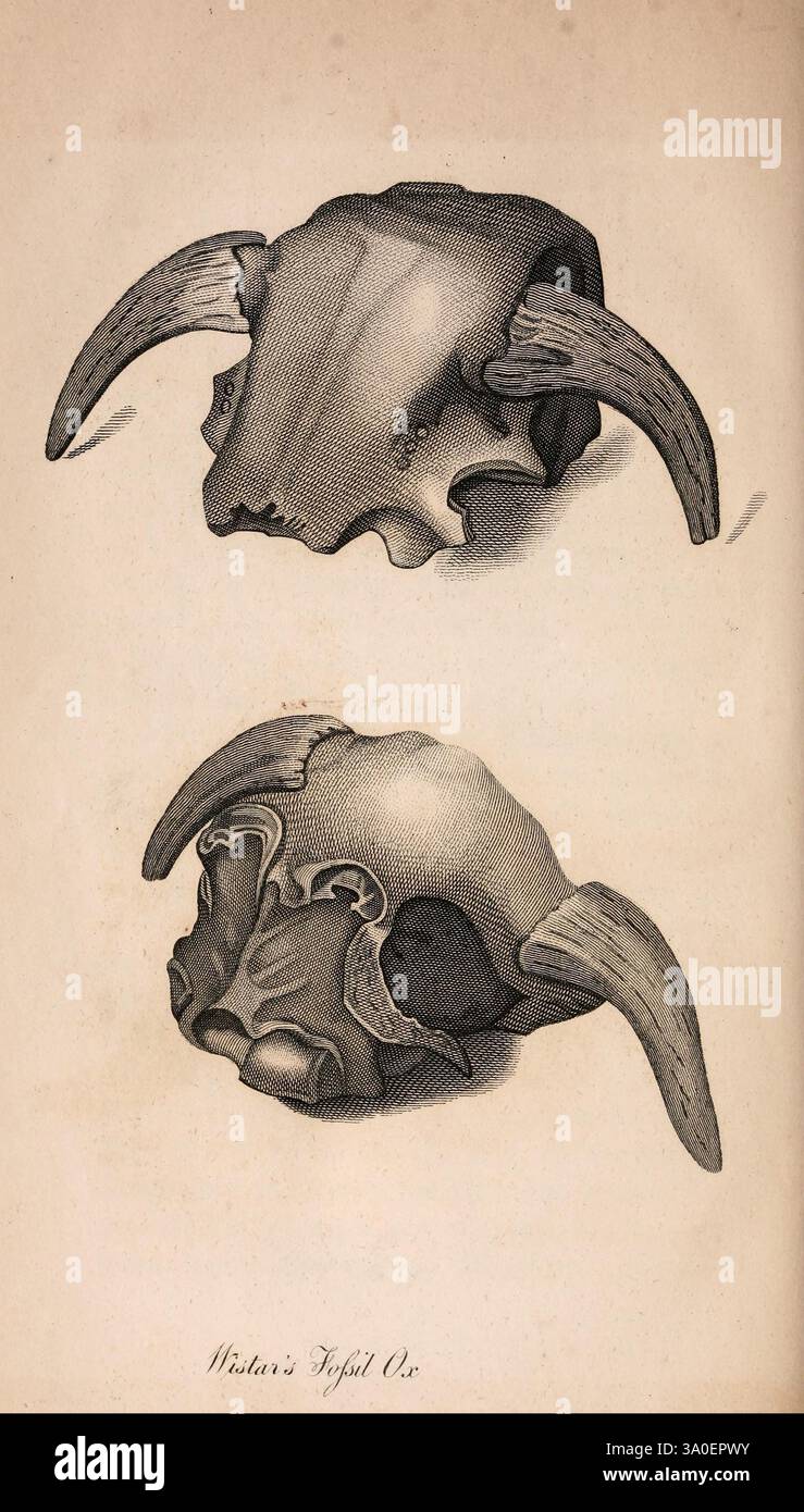 American Natural History Philadelphia H.C. Carey & I. Lea 1826-28 ...