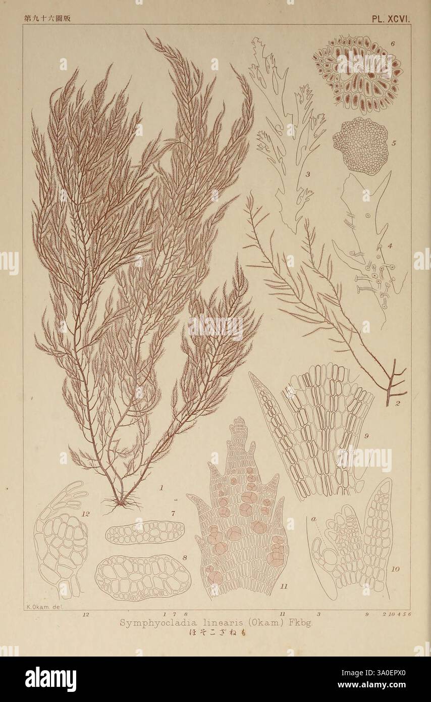 Icones, of, Japanese, algae, v, 2, Tokyo, Kazamashobo, 1907-1942, algae ...
