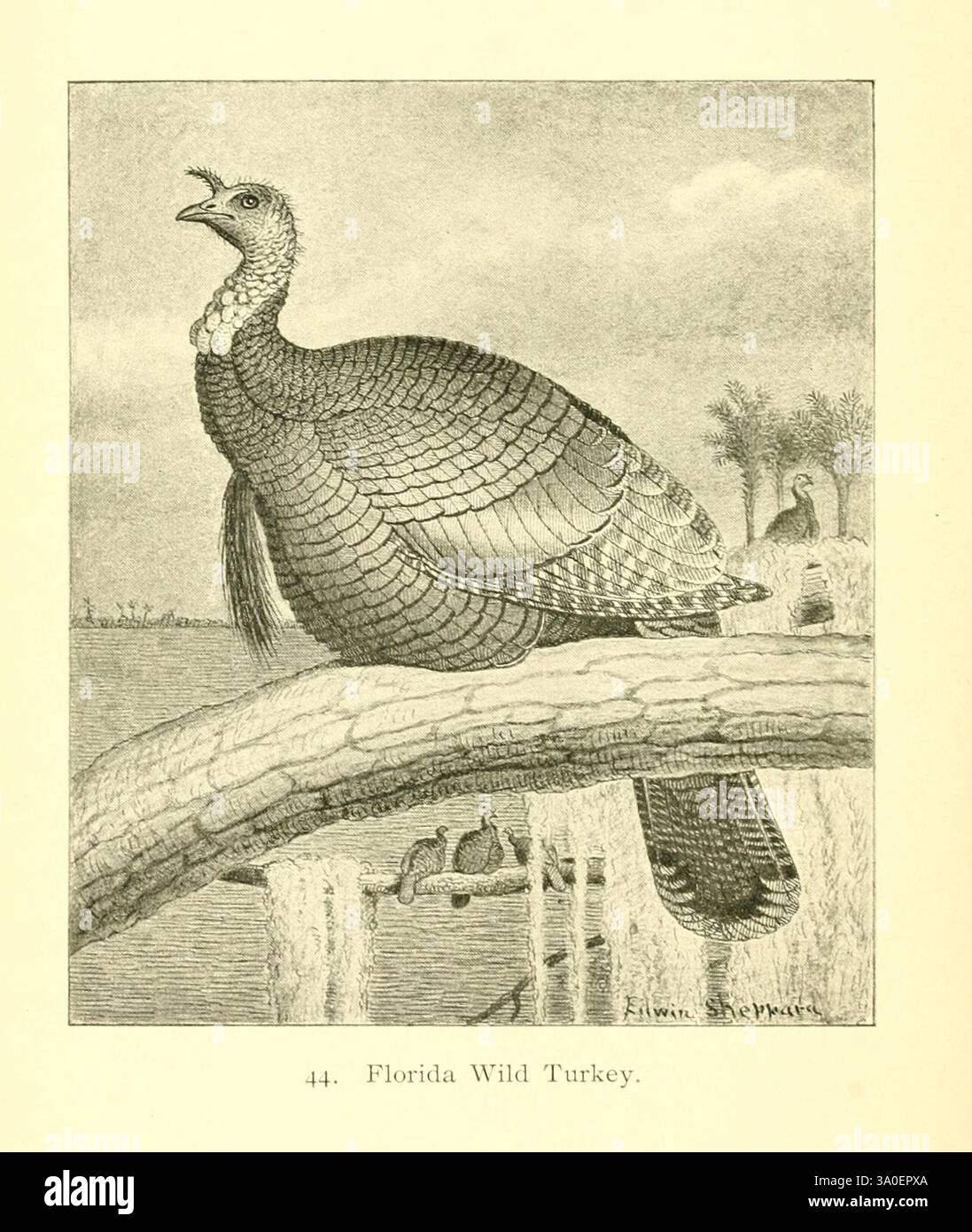 Featuring hints of palm trees hi-res stock photography and images - Alamy