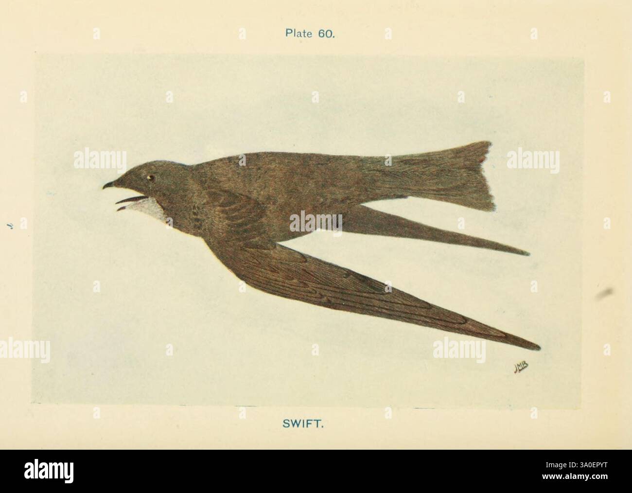 Remarkable aerial acrobat hi-res stock photography and images - Alamy