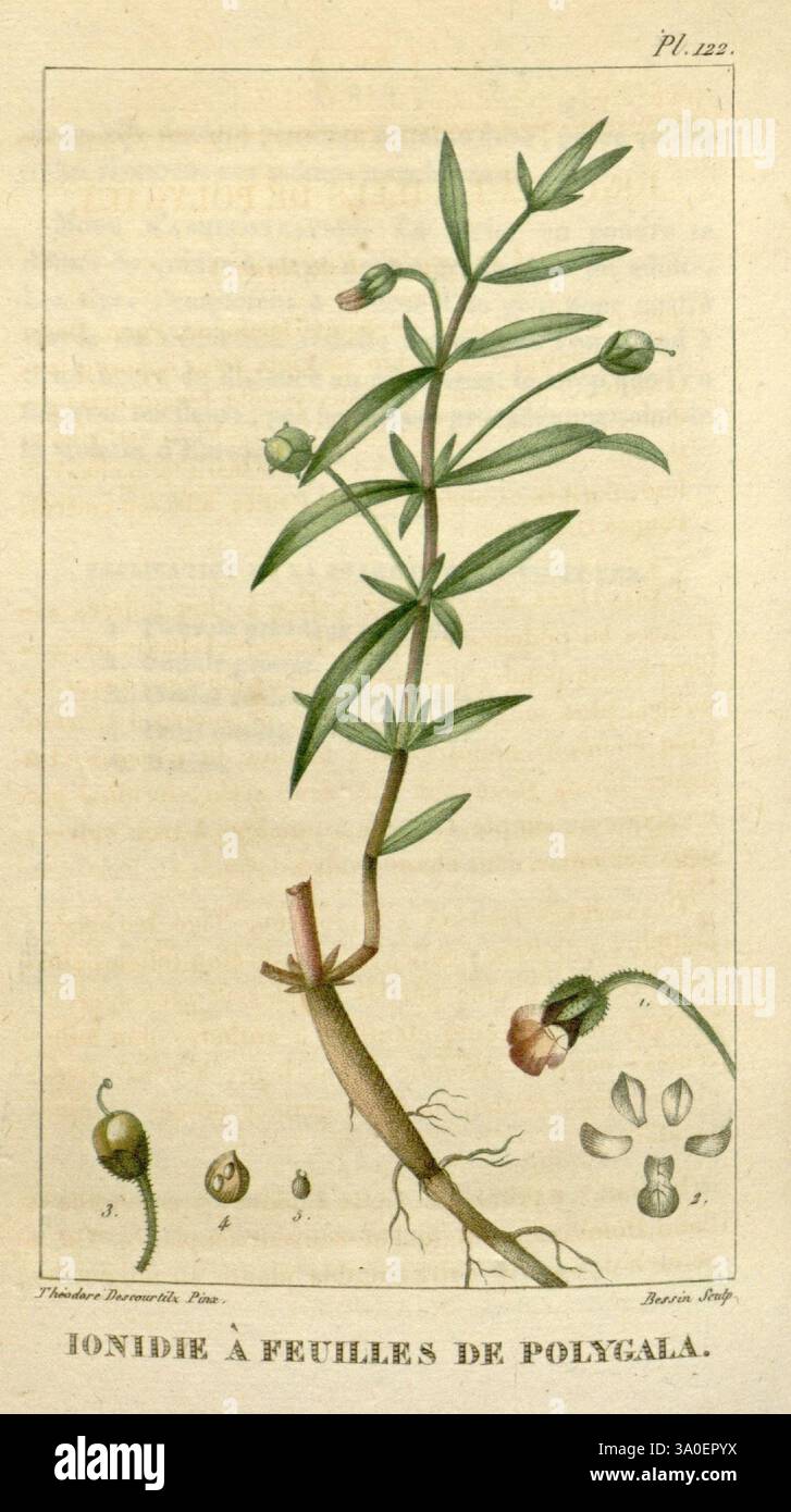 Flore médicale des Antilles, ou, Traité des plantes usuelles, Paris ...