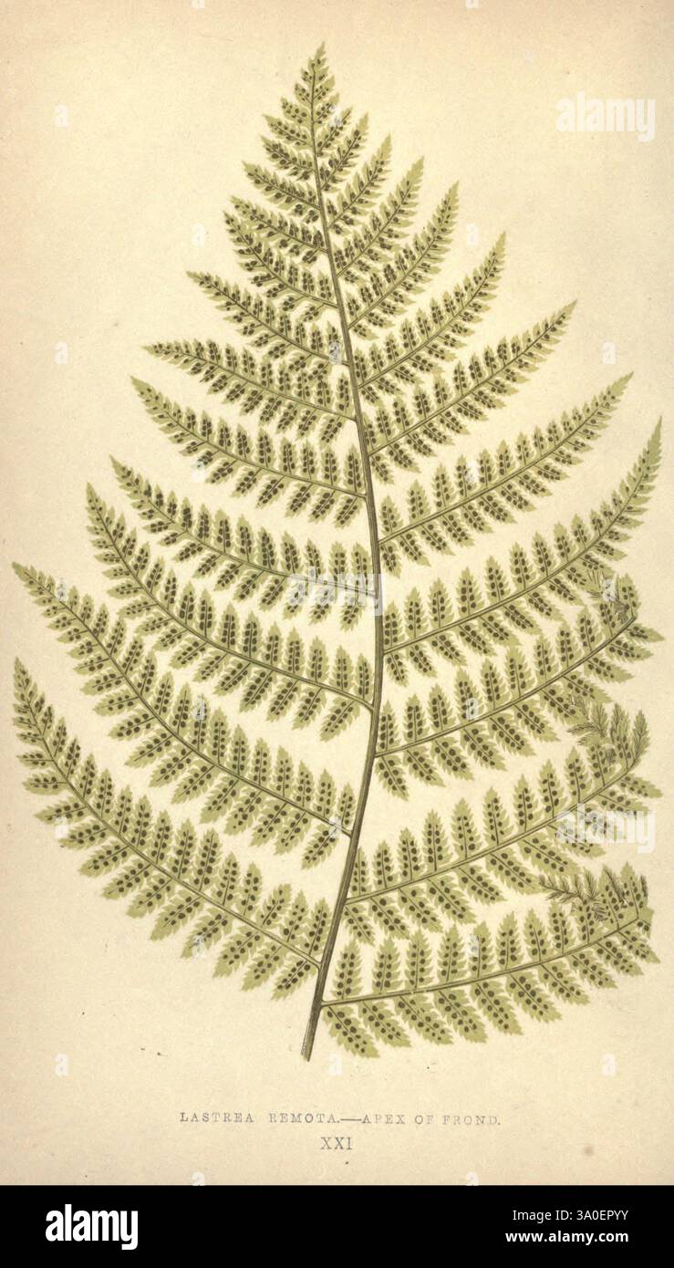 Our, native, ferns, or A, history, of, the, British, species, and ...