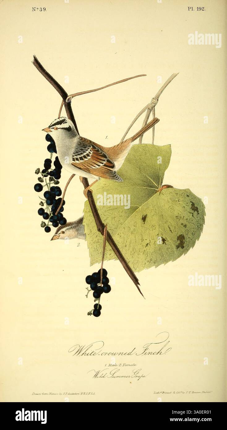 Finchs delicate features hi-res stock photography and images - Alamy