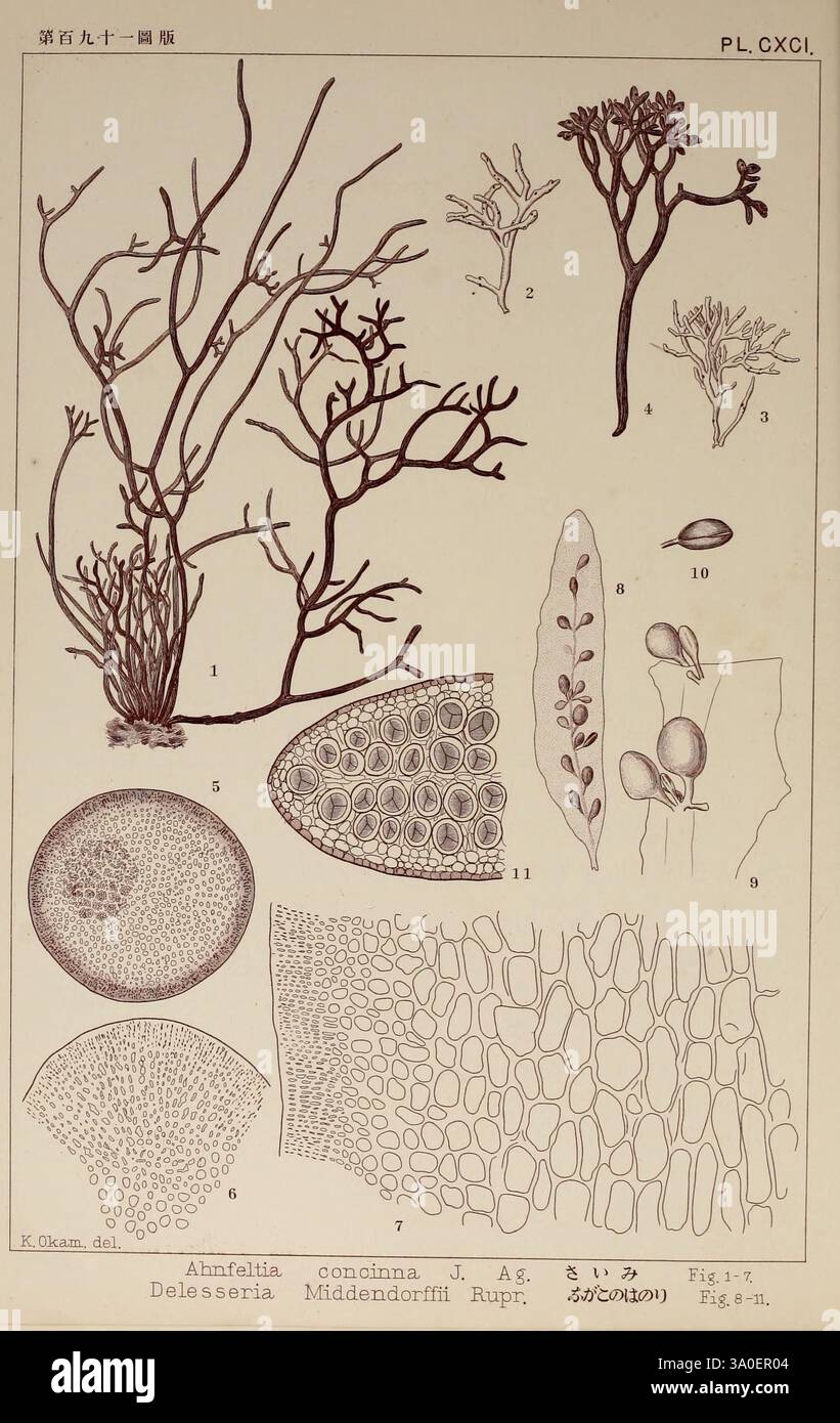 Icons of japanese algae tokyo kazamashobo 1907 1942 japan algae hi-res ...